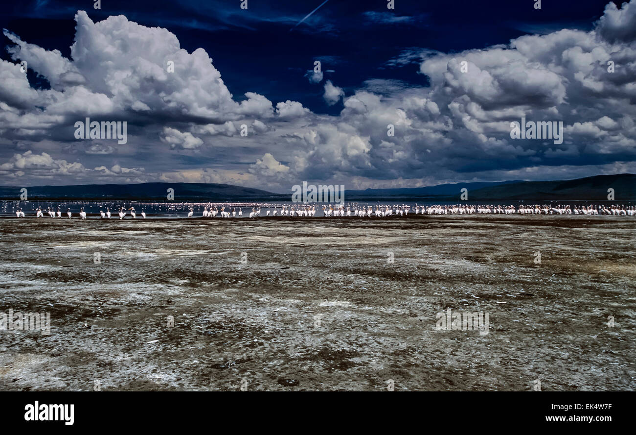 Kenya, Nakuru Lake (Nakuru National Park), panoramic view of the lake ...