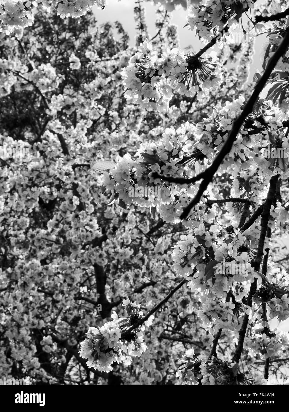 Blossom pear Black and White Stock Photos & Images - Alamy