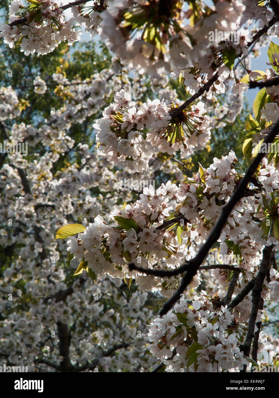 Italy, countryside, pear tree blossom Stock Photo - Alamy