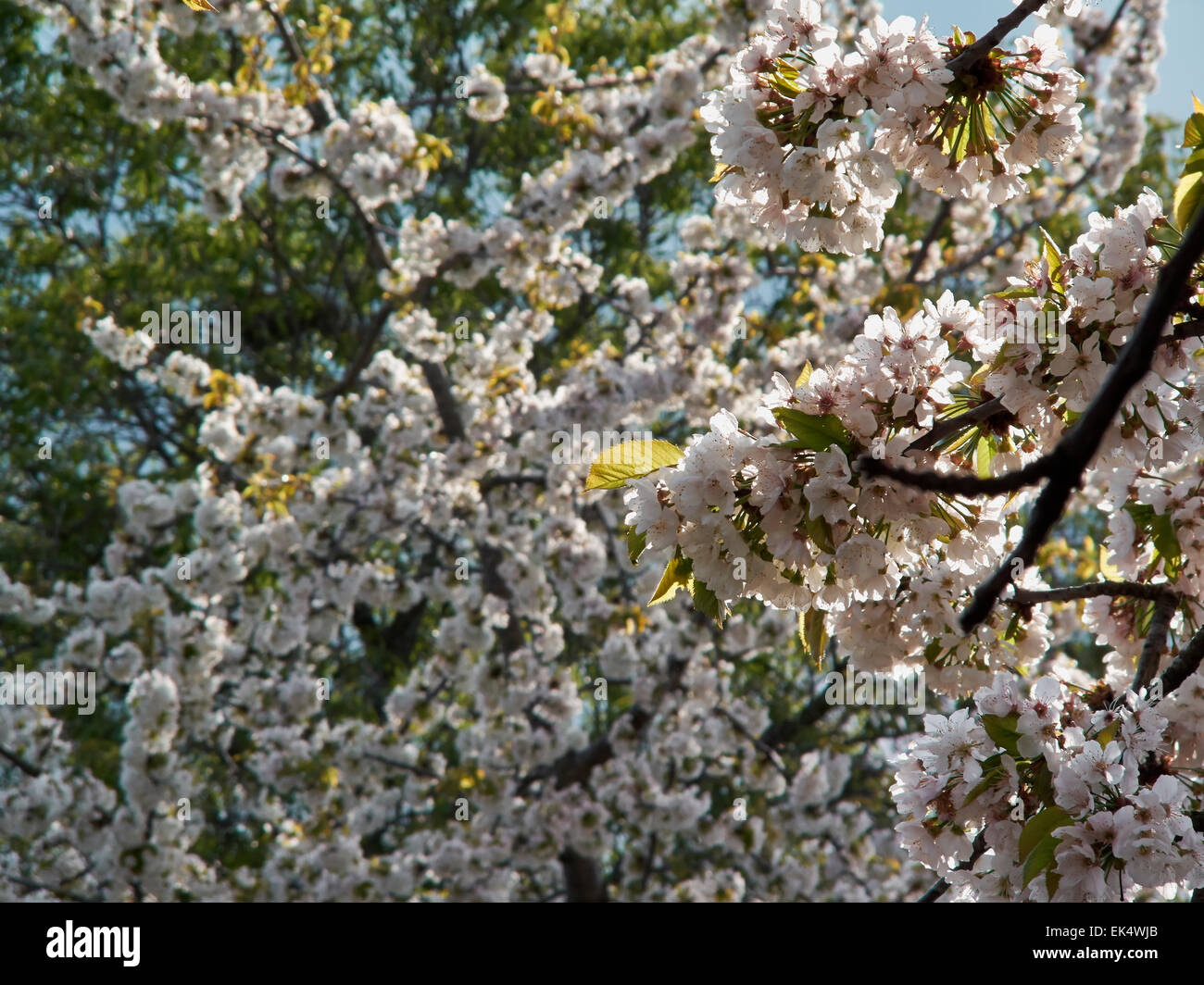 Italy, countryside, pear tree blossom Stock Photo - Alamy