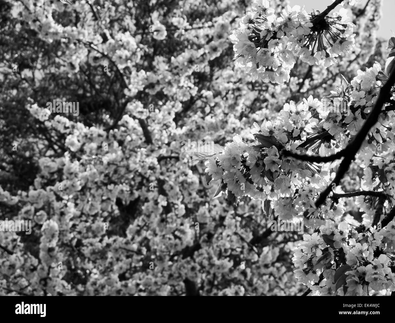 Blossom pear Black and White Stock Photos & Images - Alamy