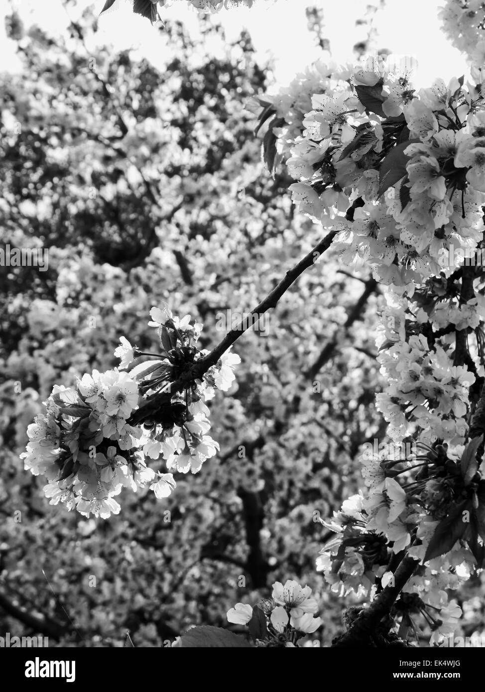 Blossom pear Black and White Stock Photos & Images - Alamy
