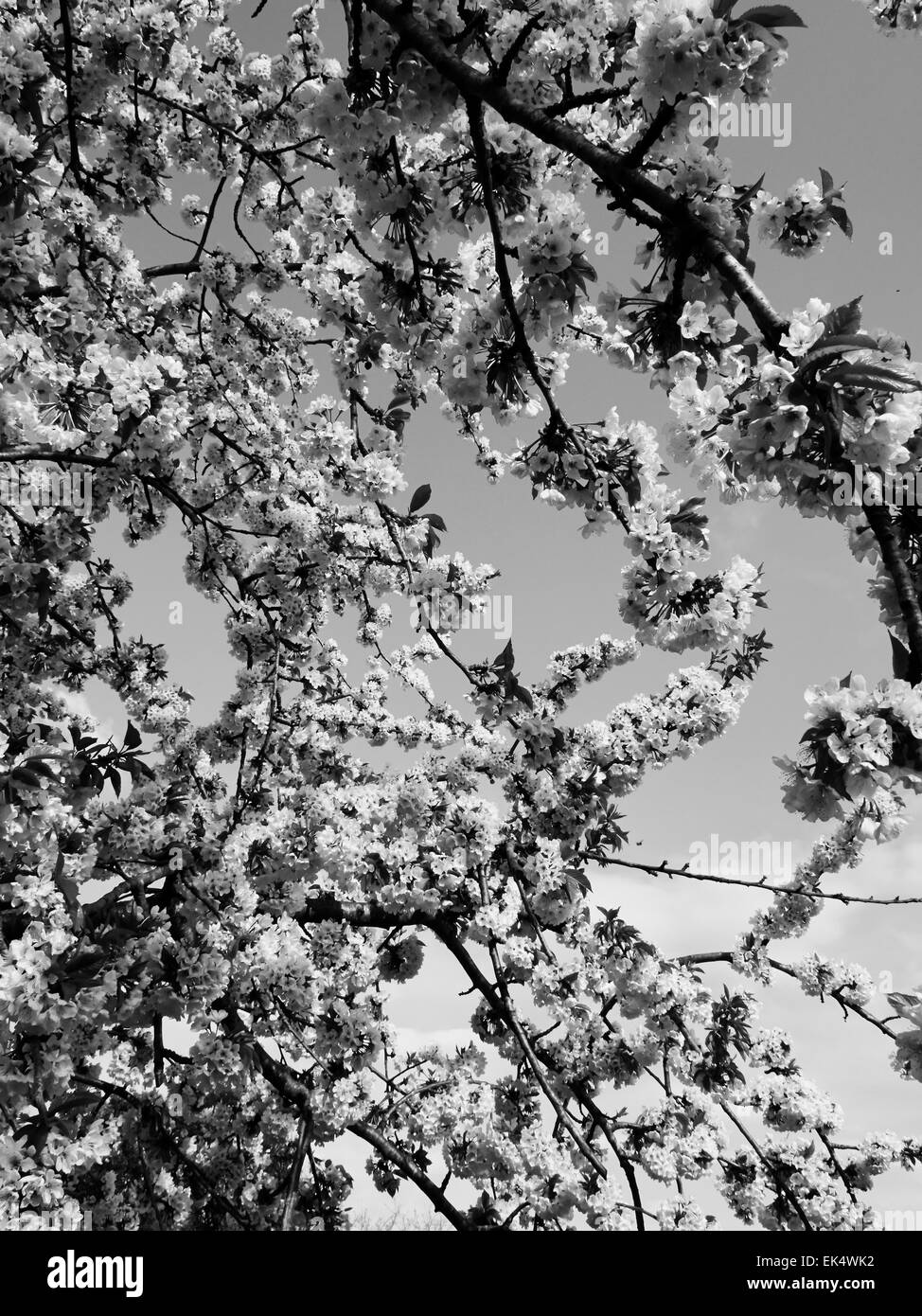 Italy, countryside, pear tree blossom Stock Photo - Alamy