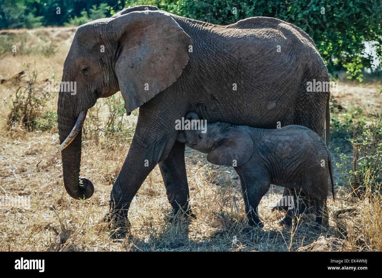 Kenya, Nakuru National Park, female elephant with her baby (FILM SCAN ...