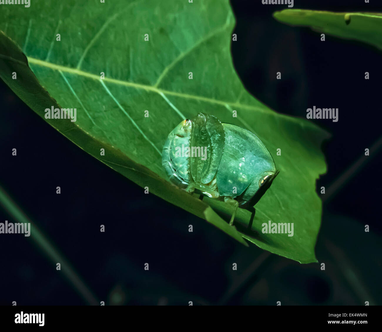 Kenya grasshopper hi-res stock photography and images - Alamy