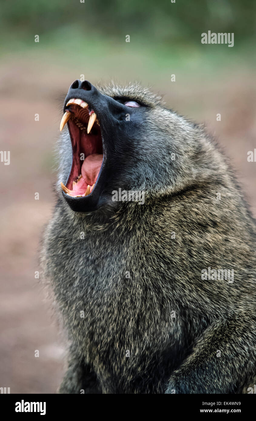 Kenya, Tsavo East National Park, screaming baboon monkey (FILM SCAN ...