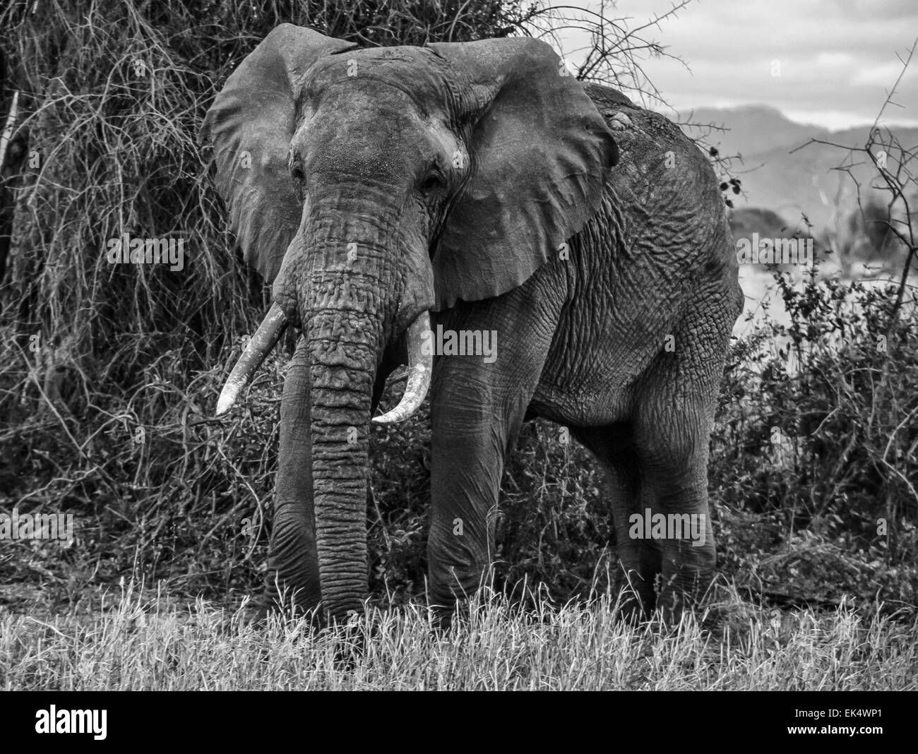 Kenya, Taita Hills National Park, wild african elephant (FILM SCAN ...
