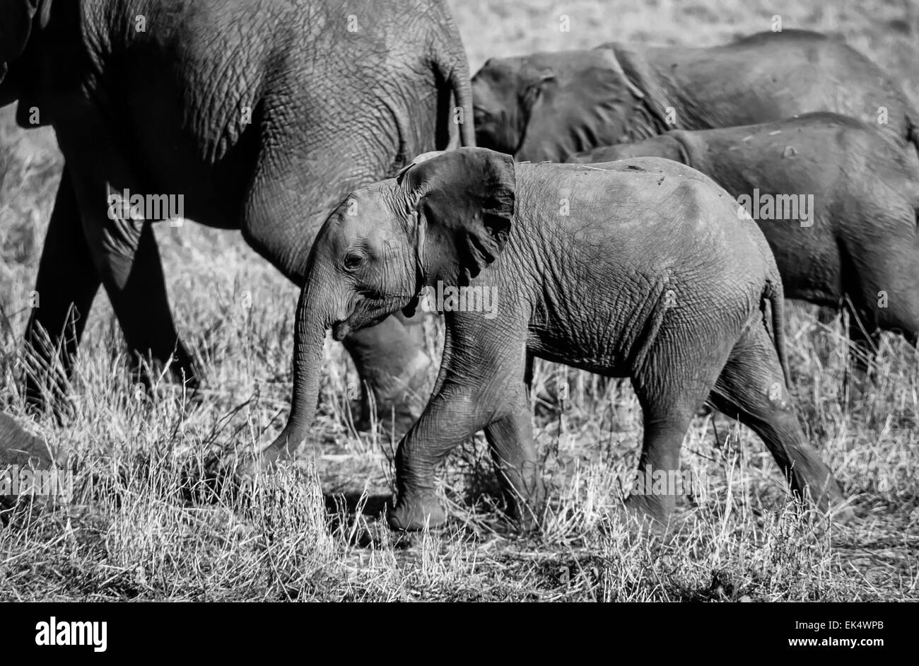 Kenya, Taita Hills National Park, wild african elephants (FILM SCAN ...