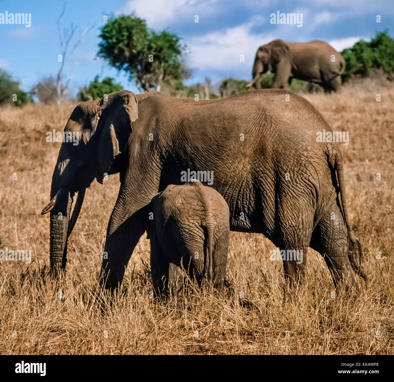 Kenya, Taita Hills National Park, wild african elephants (FILM SCAN ...