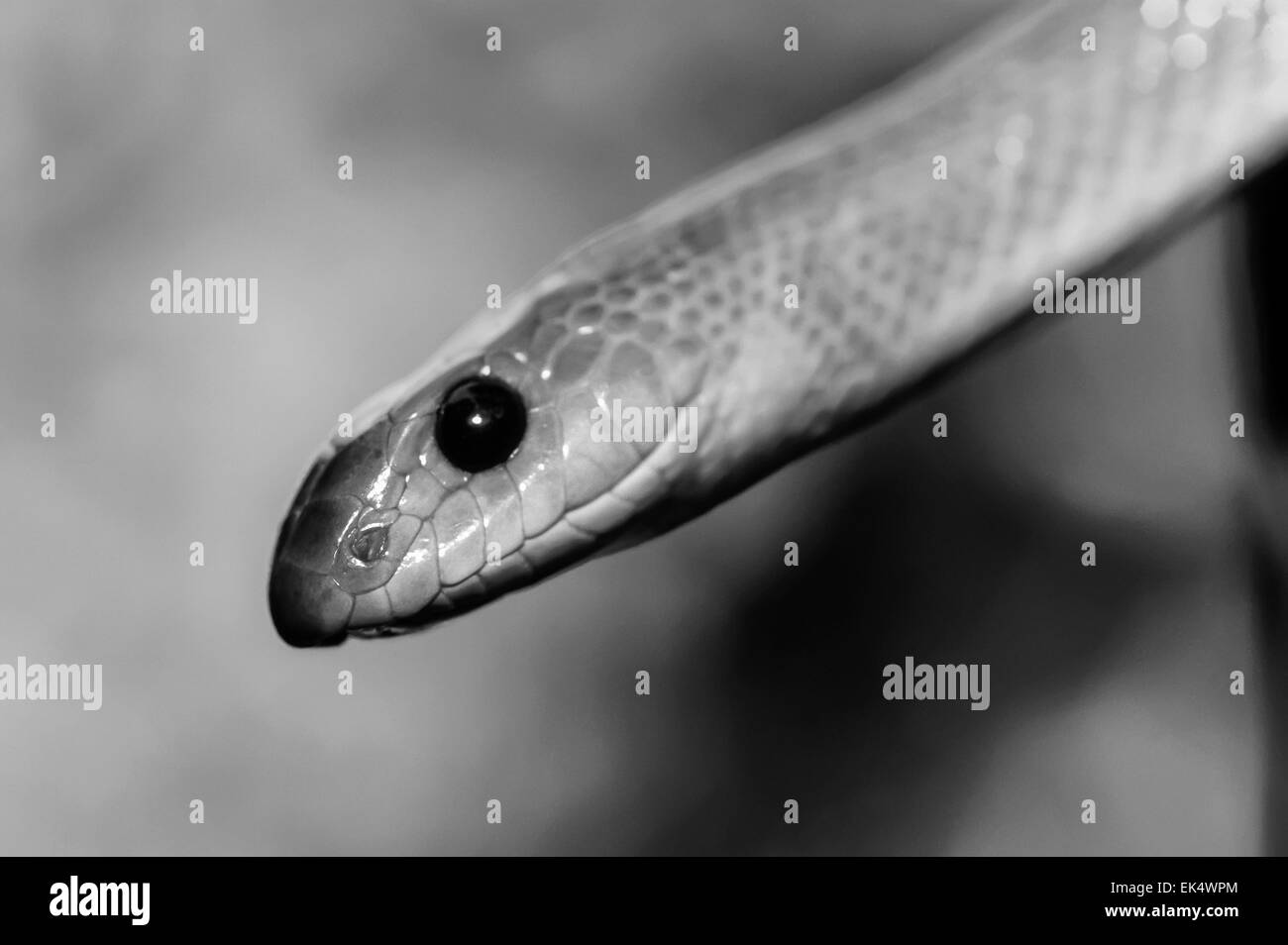 Black snake scales Black and White Stock Photos & Images - Alamy