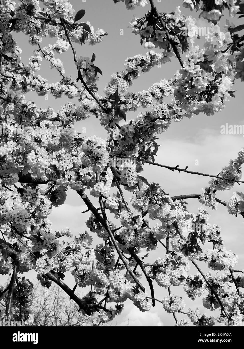 Blossom pear Black and White Stock Photos & Images - Alamy