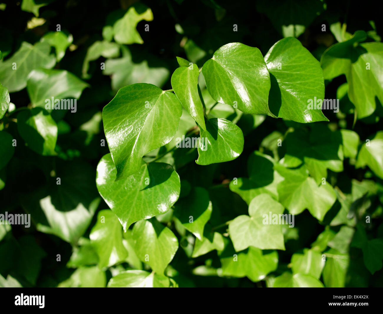 Italy, Ivy leaves in a garden Stock Photo - Alamy