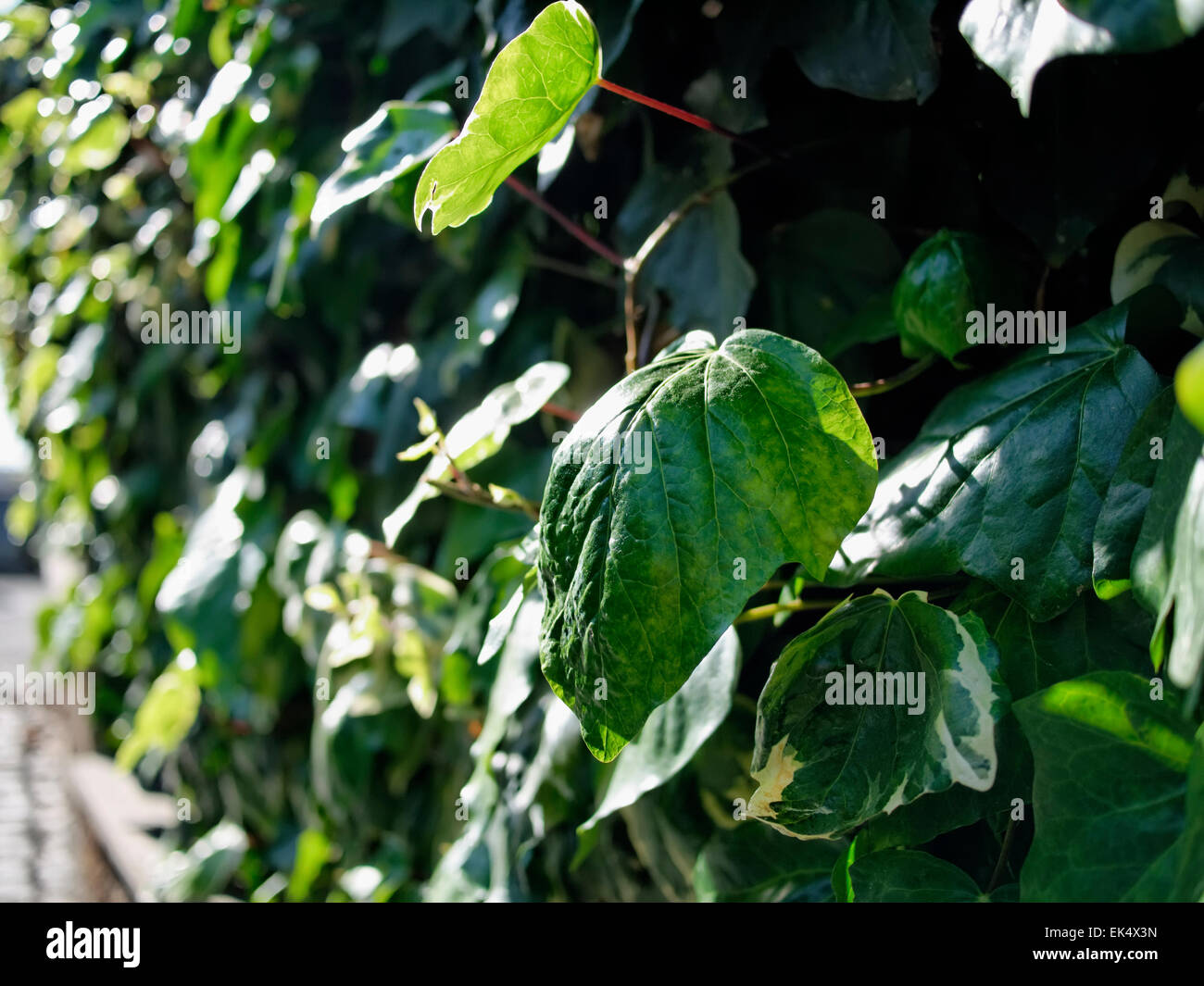 Italy, Ivy leaves in a garden Stock Photo - Alamy