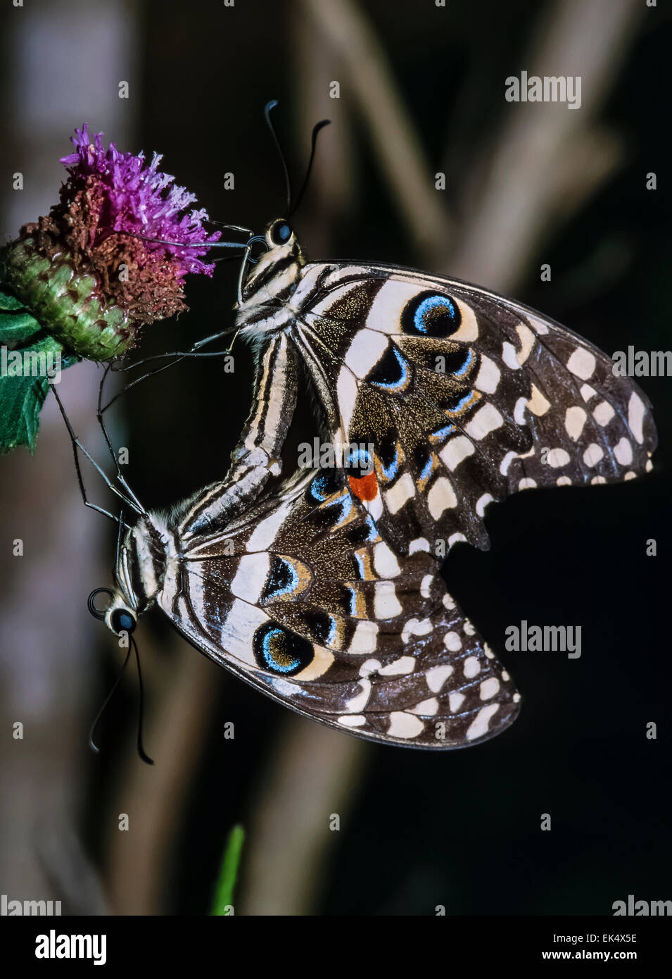 Kenya, Malindi, tropical butterflies mating (FILM SCAN Stock Photo - Alamy