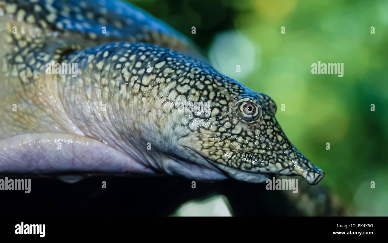 Kenya, Malindi, river turtle (FILM SCAN Stock Photo - Alamy