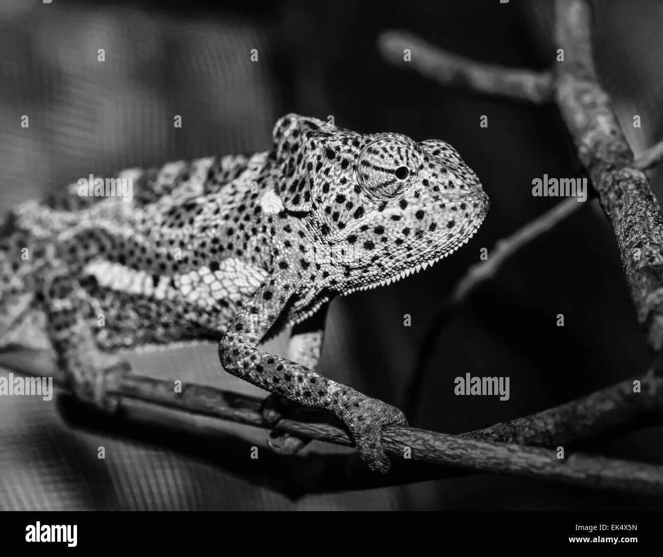 Chameleon Movie 2011