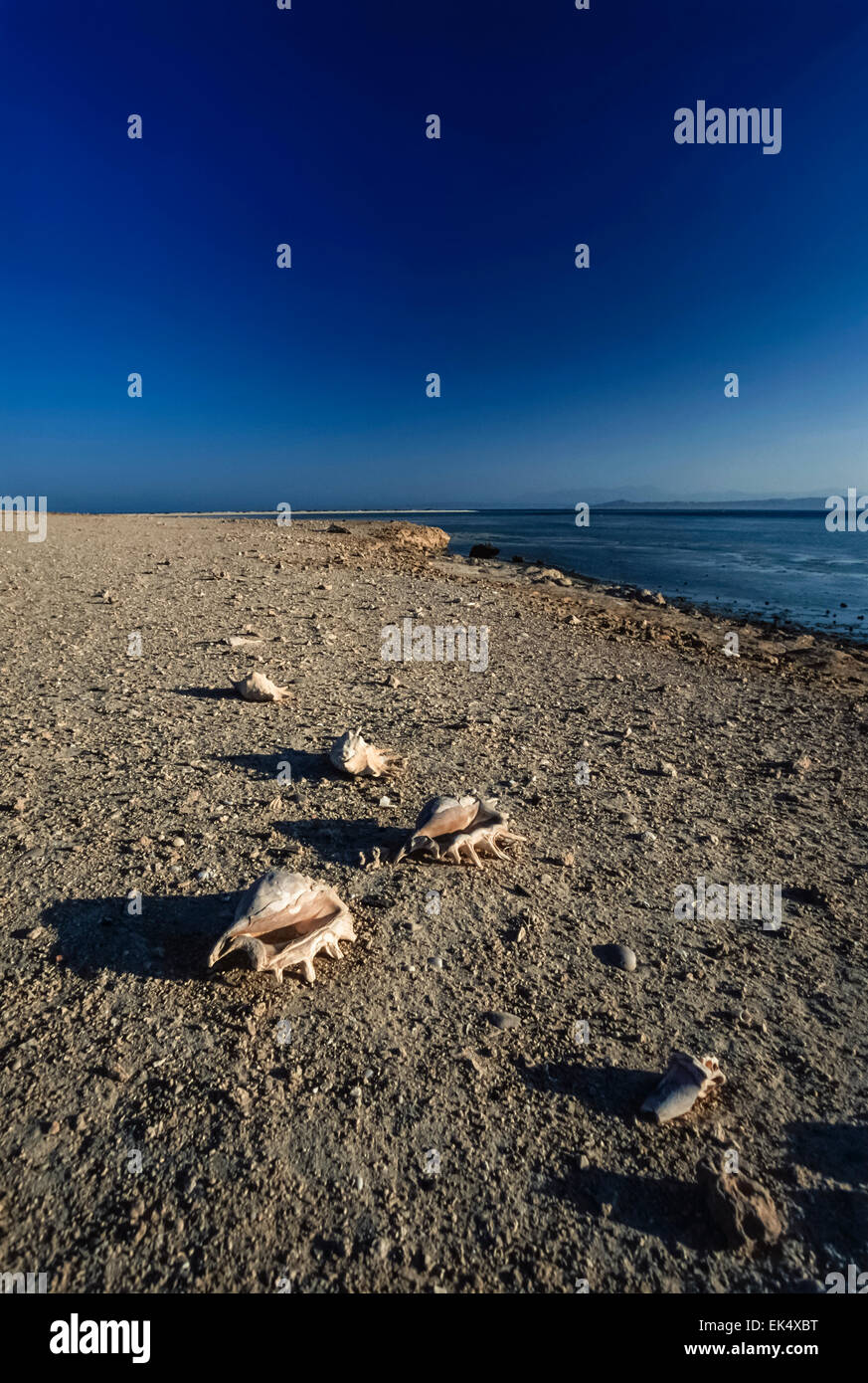 Egypt, Red Sea, Hurghada, sea shells on a small coral reef island off ...