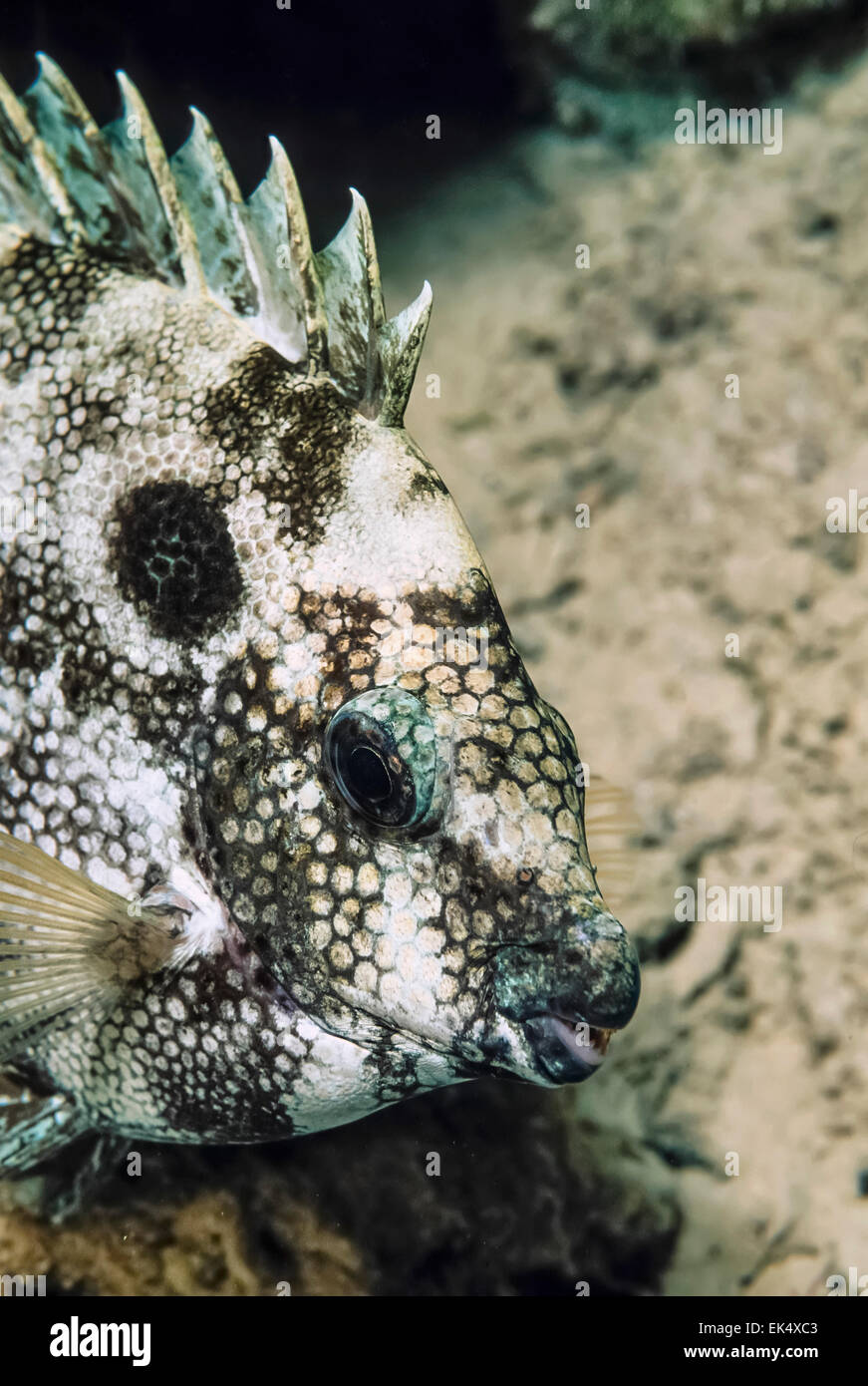 Egypt, Red Sea. Hurghada, U.W. photo, small tropical fish - FILM SCAN ...