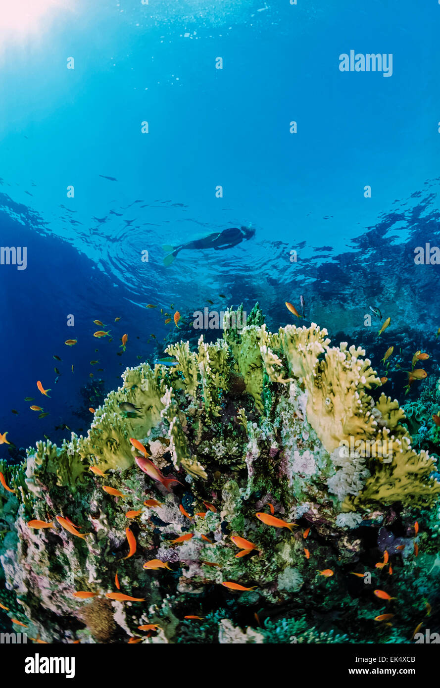 Egypt, Red Sea, Hurghada, U.W. photo, Fire corals, tropical anthias and ...