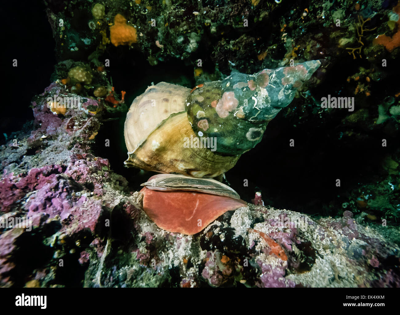 Sea Shell Triton Underwater Ocean High Resolution Stock Photography and ...
