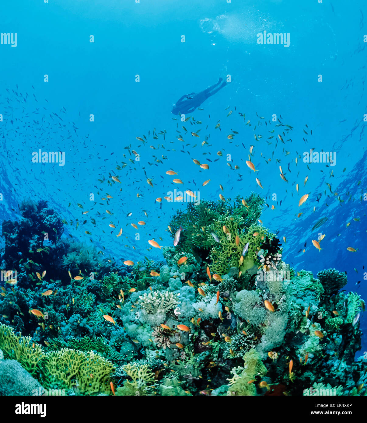 Egypt, Red Sea, Hurghada, U.W. photo, Coral Reef snorkeling - FILM SCAN ...