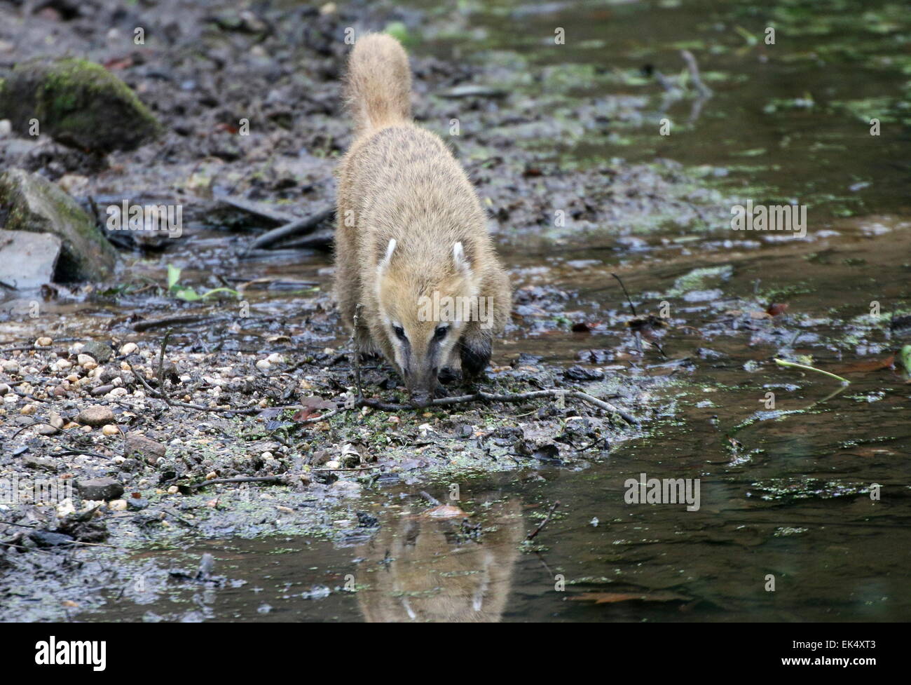 South American ring-tailed Coati ( Nasua Nasua) near the water's edge ...