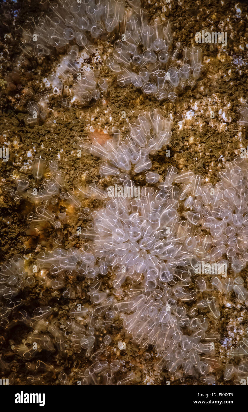 Colony of hydroids hi-res stock photography and images - Alamy