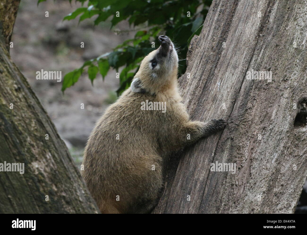South American ring-tailed Coati ( Nasua Nasua) climbing up a dead tree ...