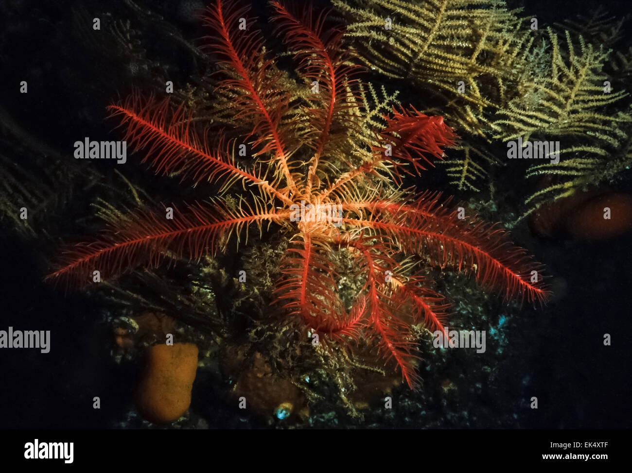 Encrinus hi-res stock photography and images - Alamy