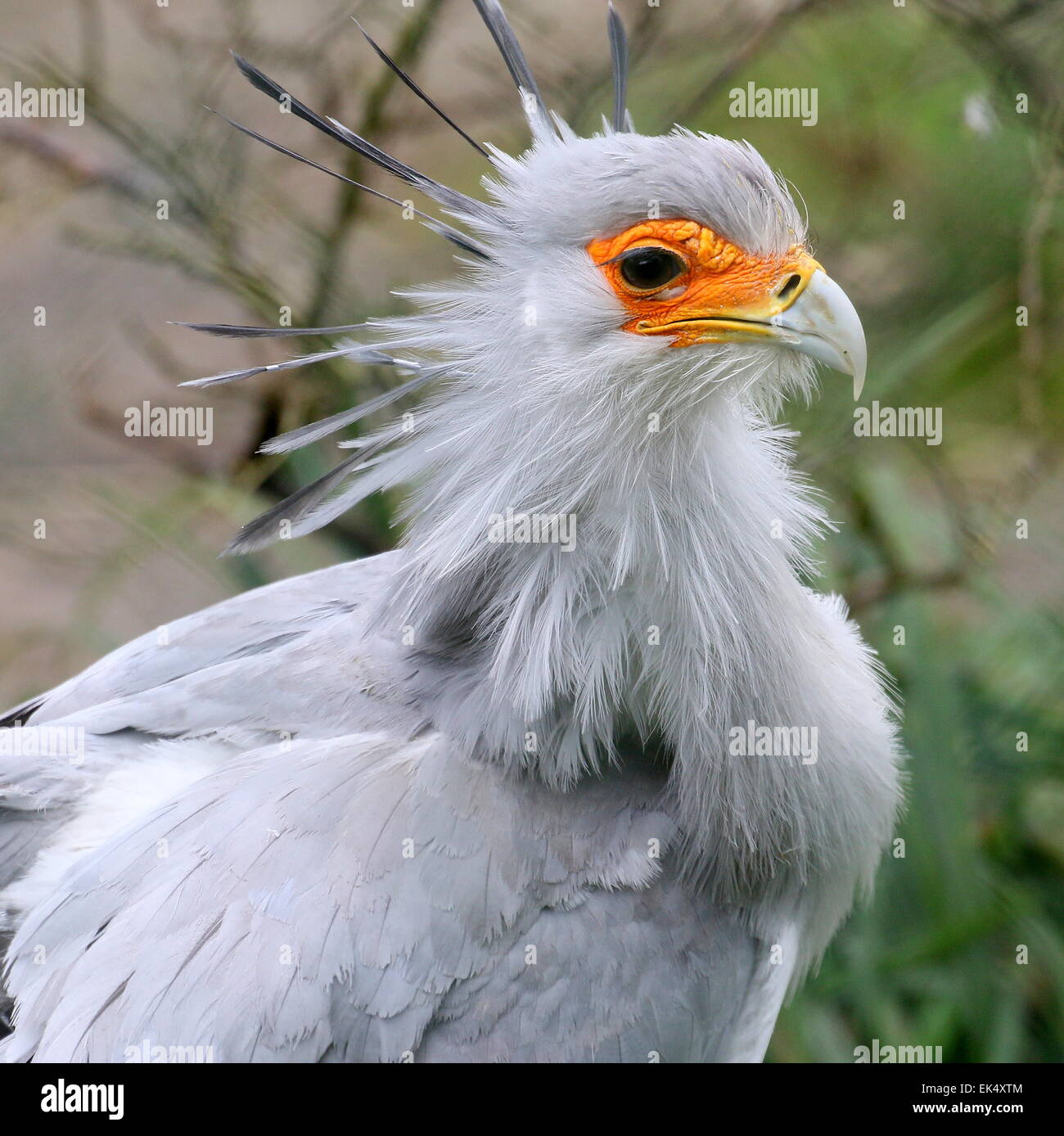 African Secretary bird (Sagittarius serpentarius) close-up of the head ...