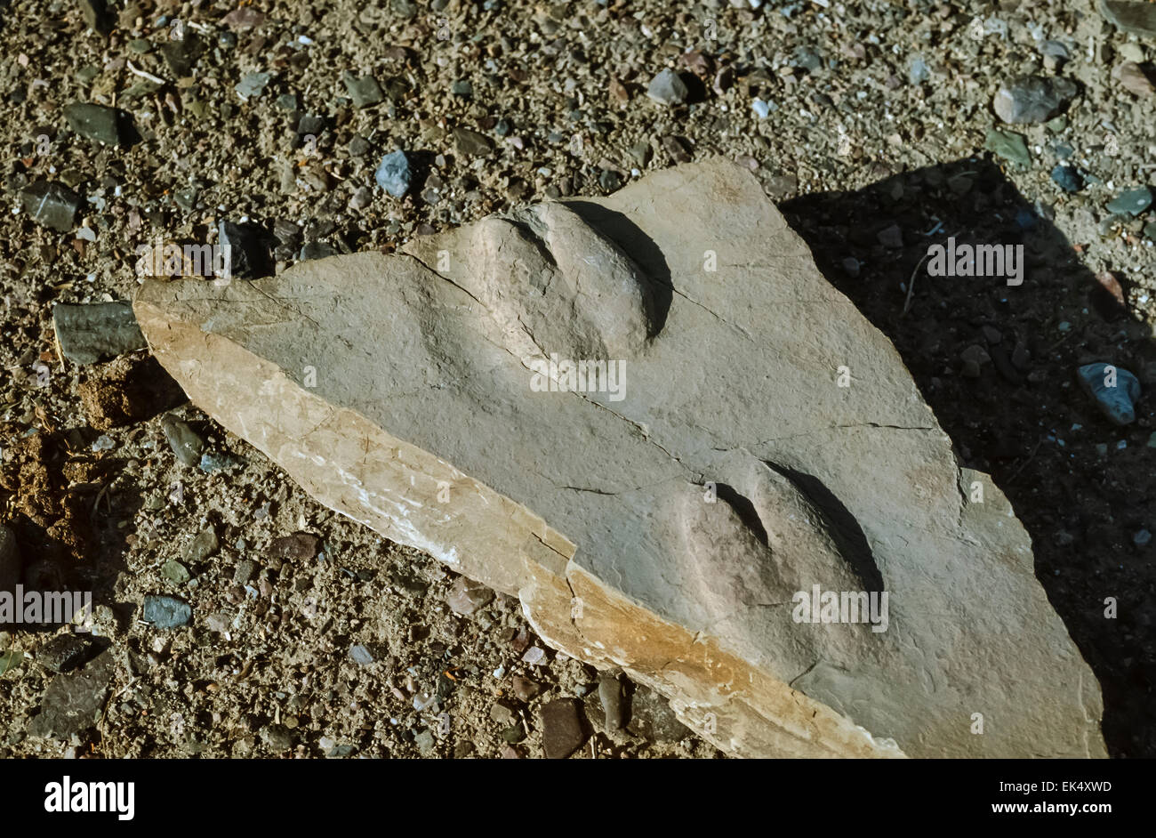 USA, Arizona, Death Valley, fossil animal foot prints in a stone (FILM ...