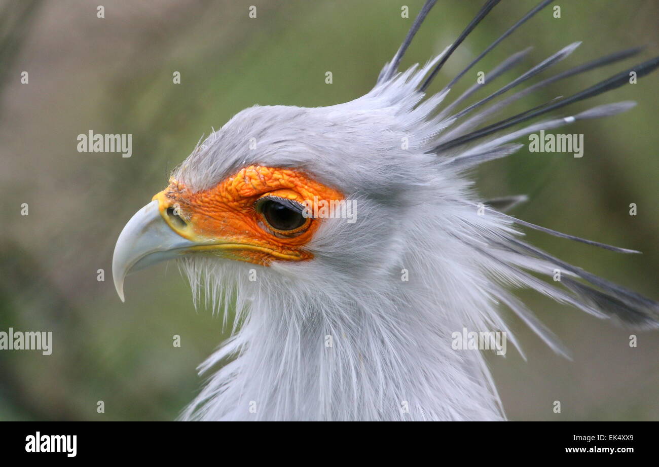 Secretary Bird Head
