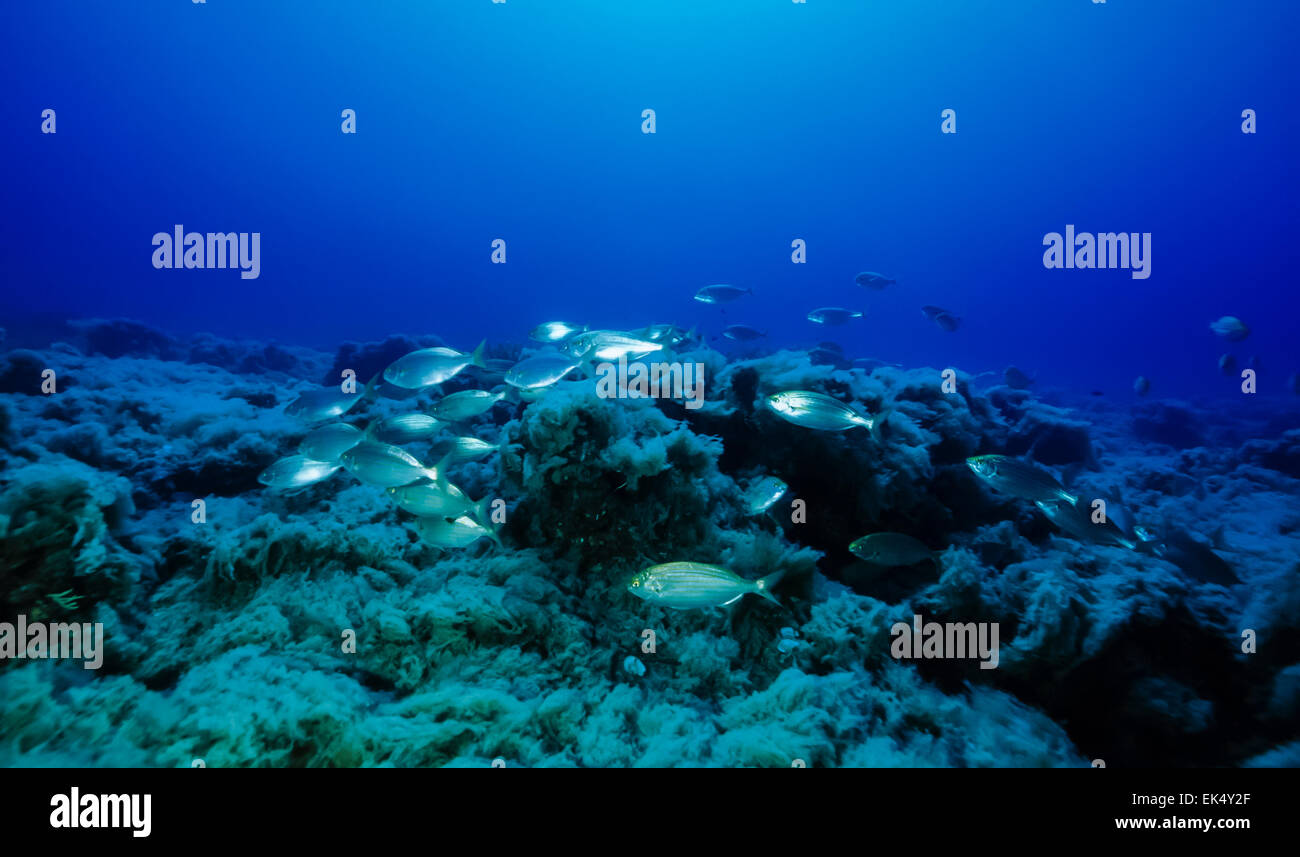 Italy, Ponza Island, Tyrrhenian sea, U.W. photo, a sails school (Sarpa ...