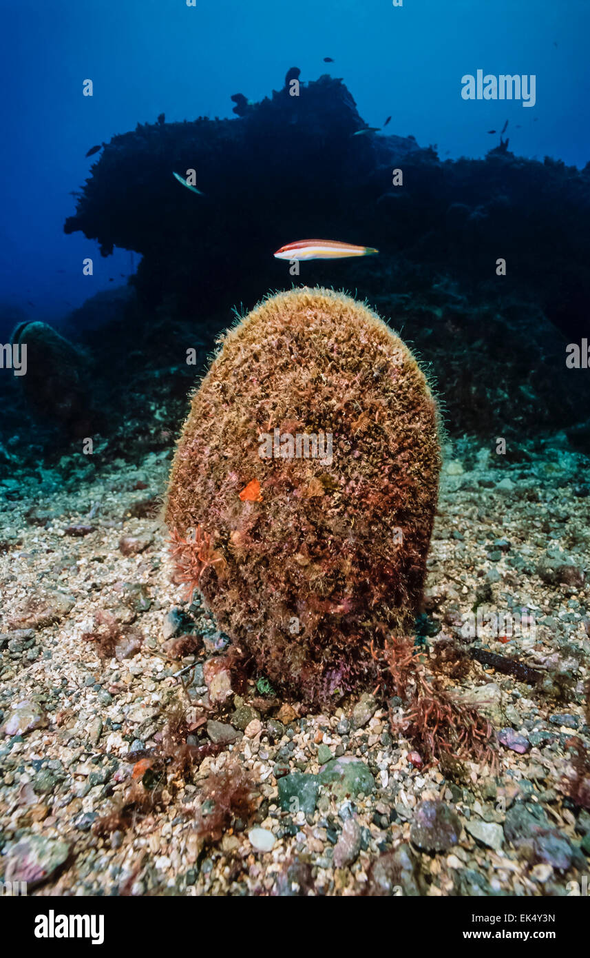 Giant mussel hi-res stock photography and images - Alamy