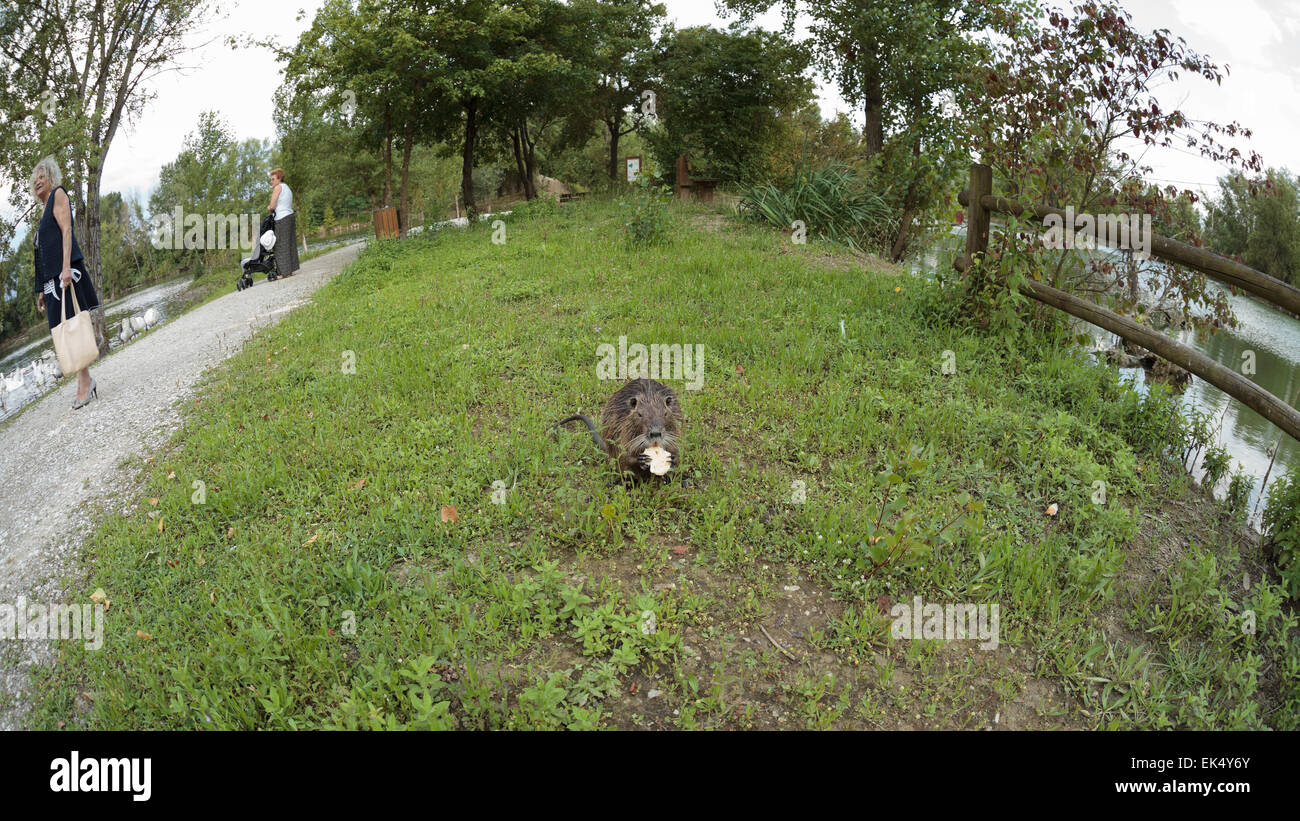 Nutria chico hi-res stock photography and images - Alamy