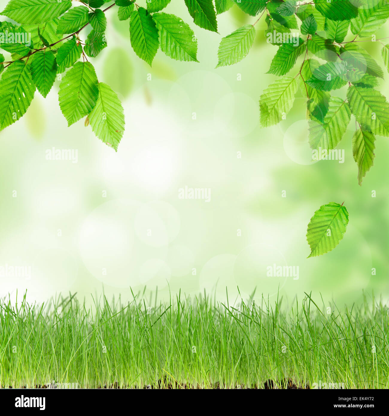 Fresh green grass with wooden desk Stock Photo - Alamy