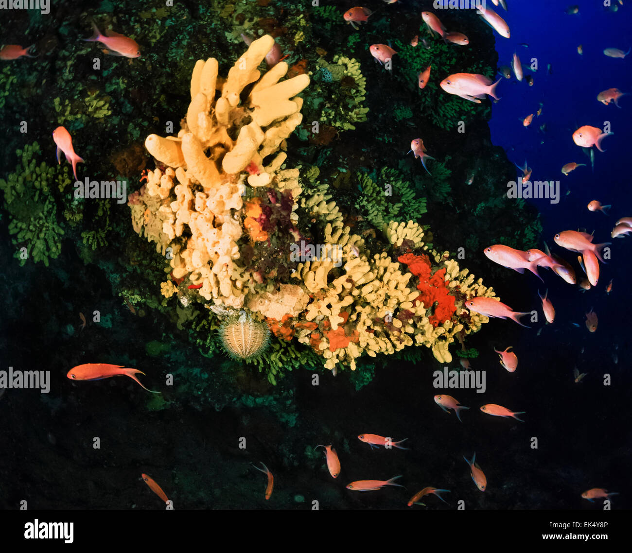 Italy, Mediterranean Sea, U.W. photo, Anthias, yellow sponges and sea ...