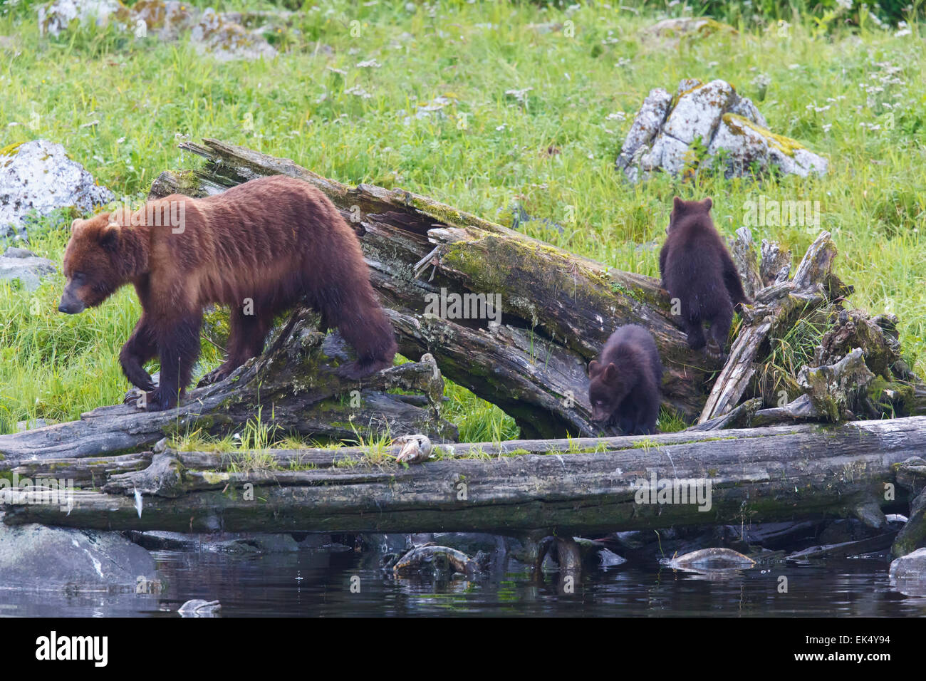 Brown bears feed on salmon, Baranof Island, Tongass National Forest ...
