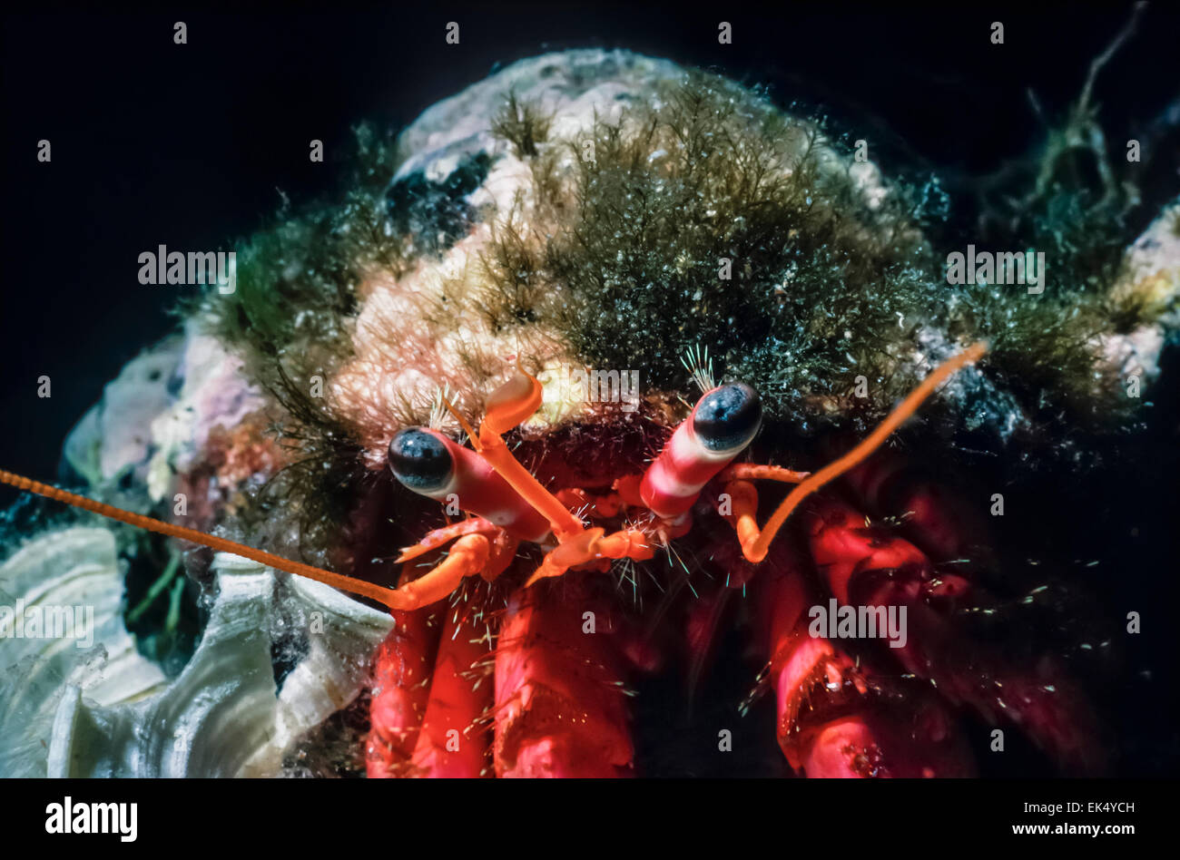 Mediterranean Sea, U.W. photo, hermit crab (Eupagurus bernhardus ...