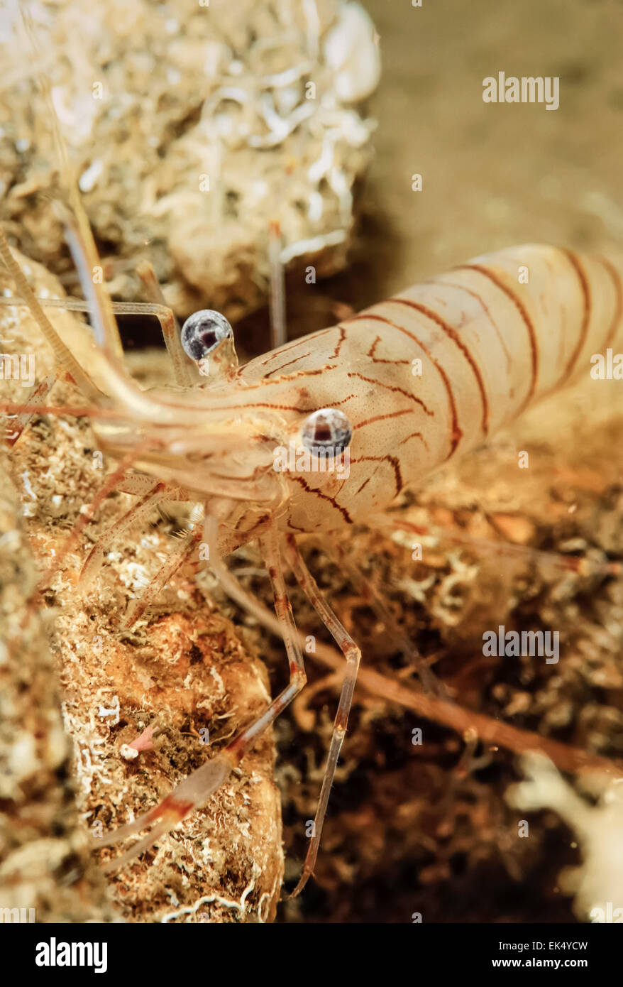 Mediterranean Sea, U.W. photo, Shrimp - FILM SCAN Stock Photo - Alamy