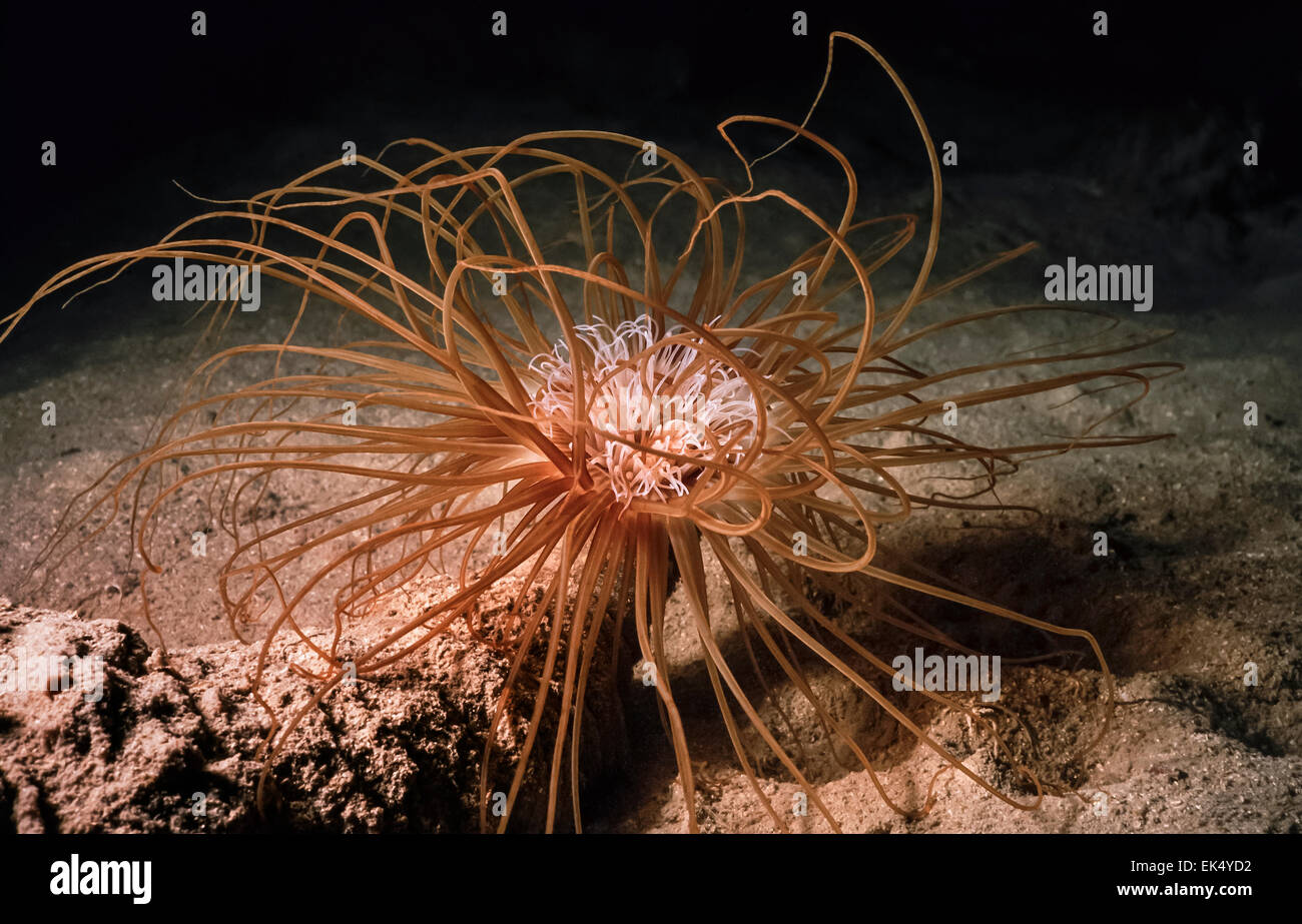 Mediterranean Sea, U.W. photo, Sea Plant (Cerianthus membranacea ...