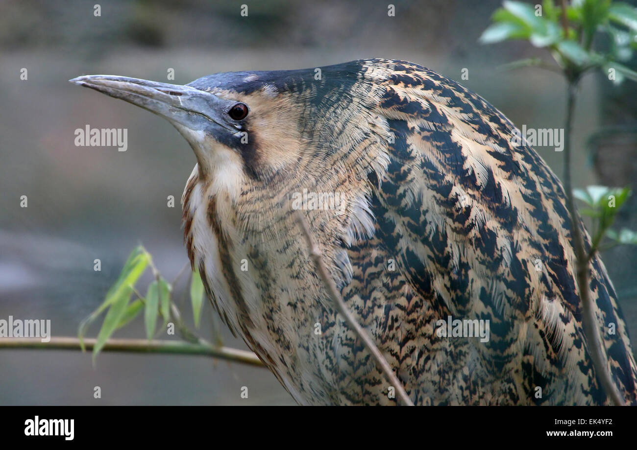 Close-up of the head of a fishing Eurasian Bittern (Botaurus stellaris ...