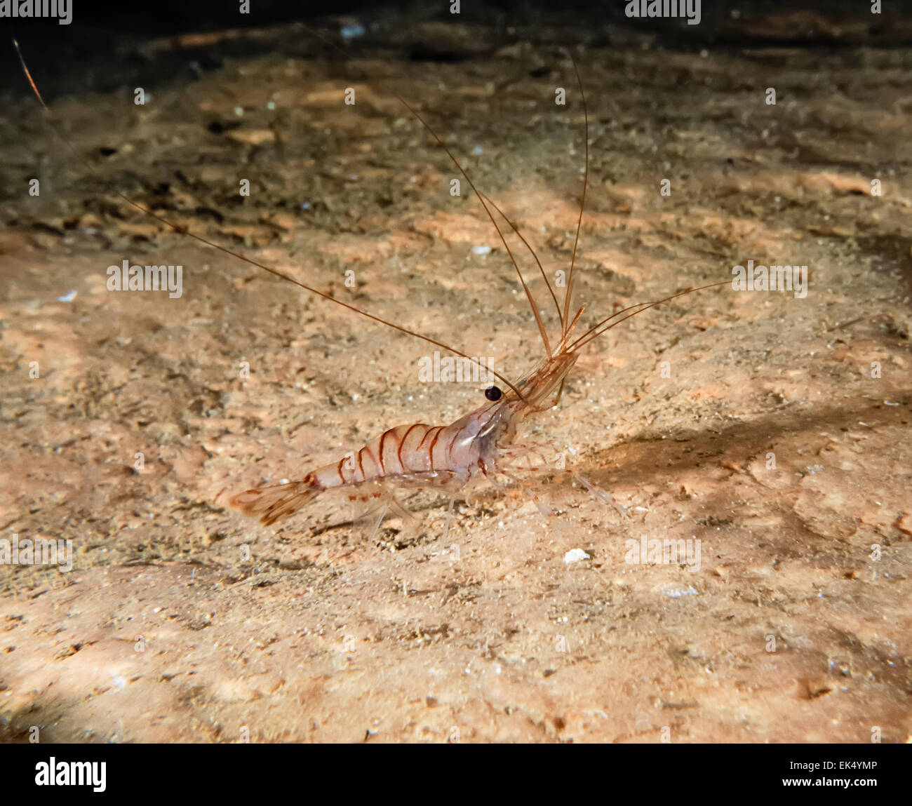 Mediterranean Sea, U.W. photo, Shrimp - FILM SCAN Stock Photo - Alamy