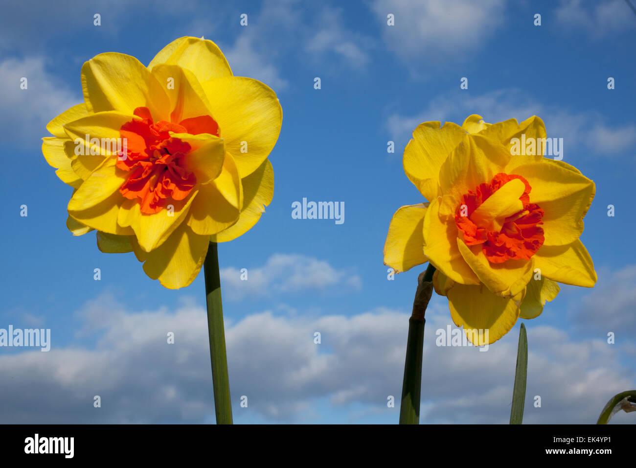 Daffodil varieties hi-res stock photography and images - Alamy