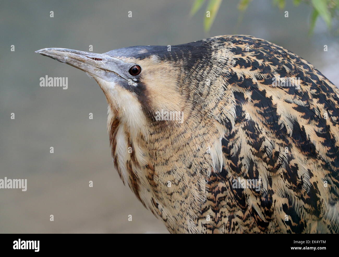 Close-up of the head of a fishing Eurasian Bittern (Botaurus stellaris ...