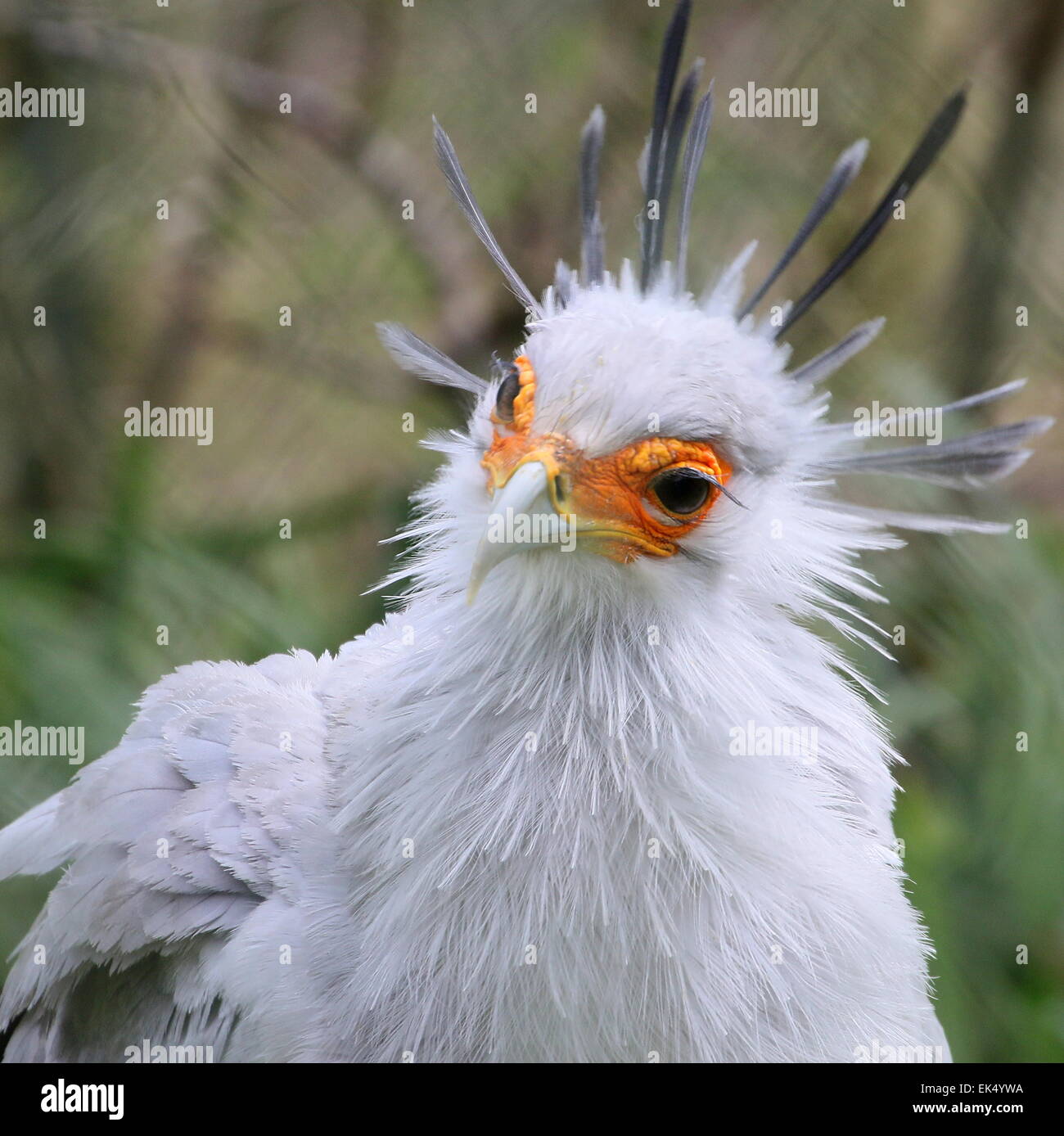 Serpentario serpentario hi-res stock photography and images - Alamy