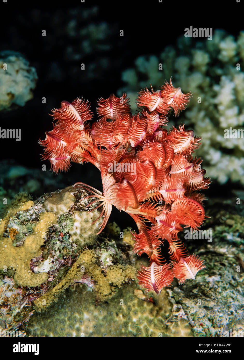 SUDAN, Red Sea, U.W. photo, a Crinoid (Encrinus sp.) on hard coral ...