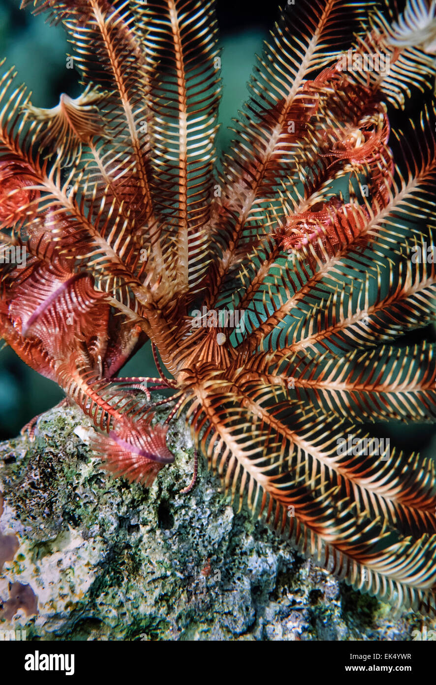 SUDAN, Red Sea, U.W. photo, a Crinoid (Encrinus sp.) on hard coral ...