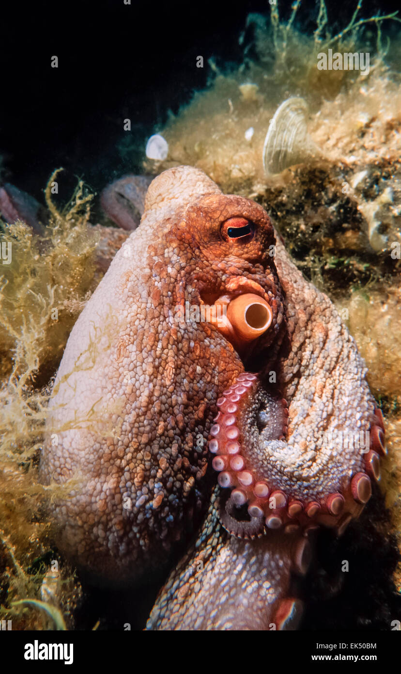 Montenegro, Adriatic Sea, U.W. photo, octopus (Octopus vulgaris) - FILM ...