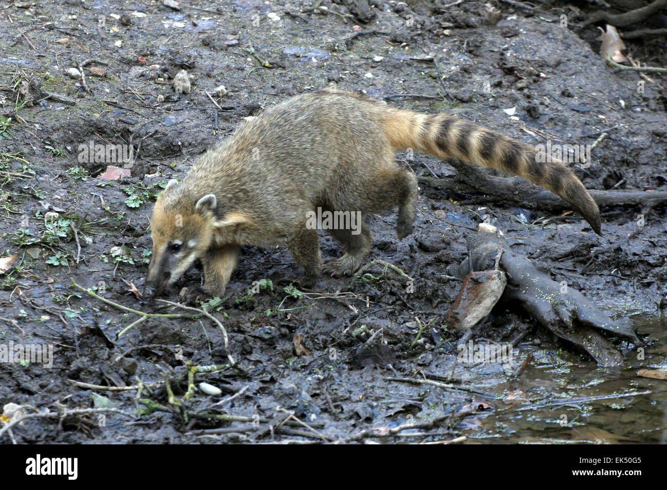 South American ring-tailed Coati ( Nasua Nasua Stock Photo - Alamy